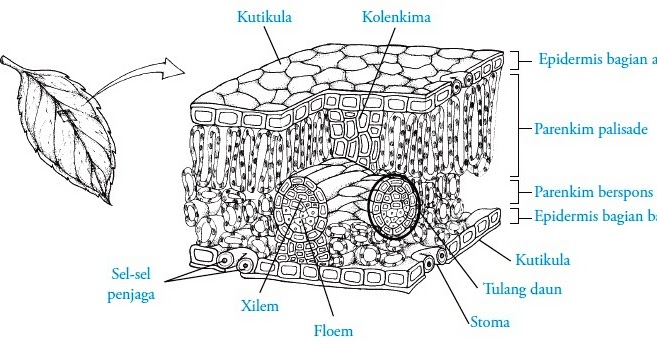 Struktur Dan Fungsi Daun Pada Tumbuhan | PAGAR PENGETAHUAN