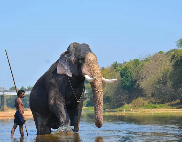 Kerala Elephants Images | Kerala elephants wallpapers HD | Kerala ...