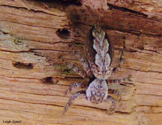 Photos by Leigh Goessl: Making friends with a brown furry spider