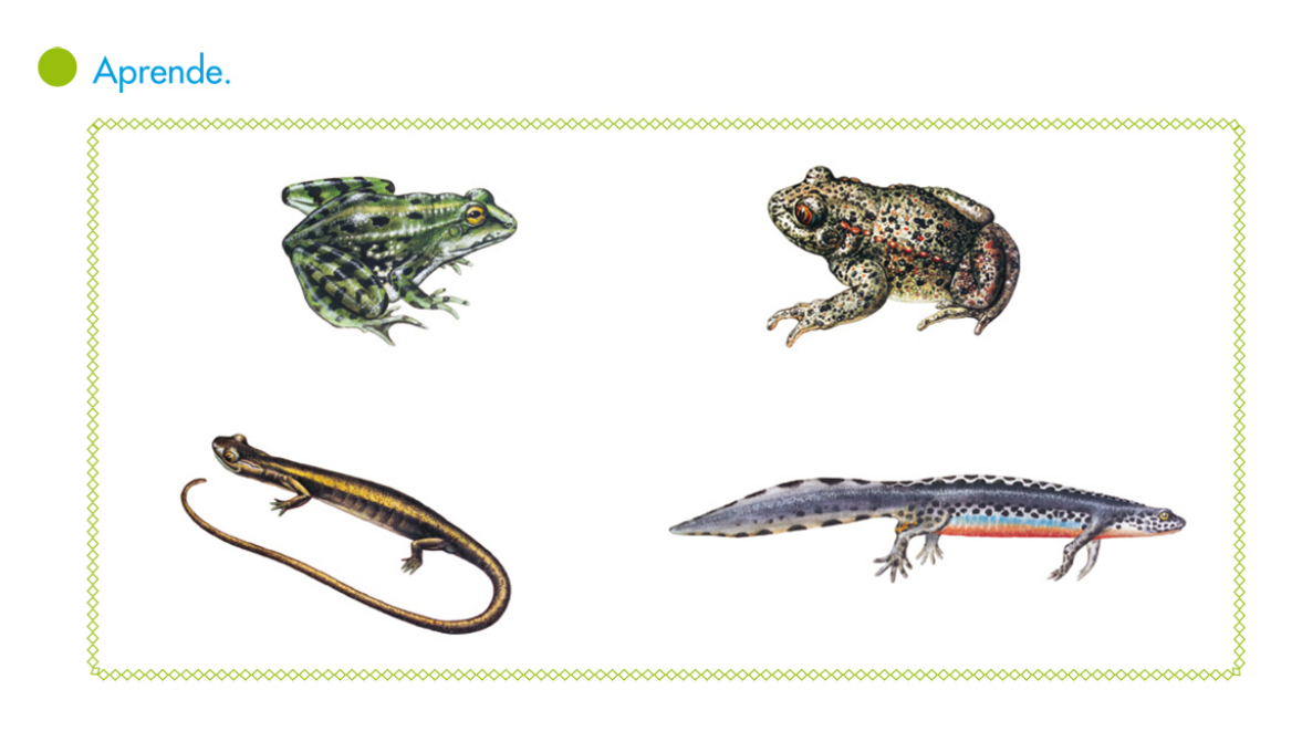 Primero de mi cole: Los anfibios