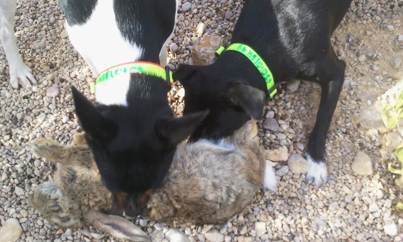 RATER VALENCIÀ. CRÍA Y SELECCIÓN: LA FUNCIONALIDAD DEL RATER VALENCIA