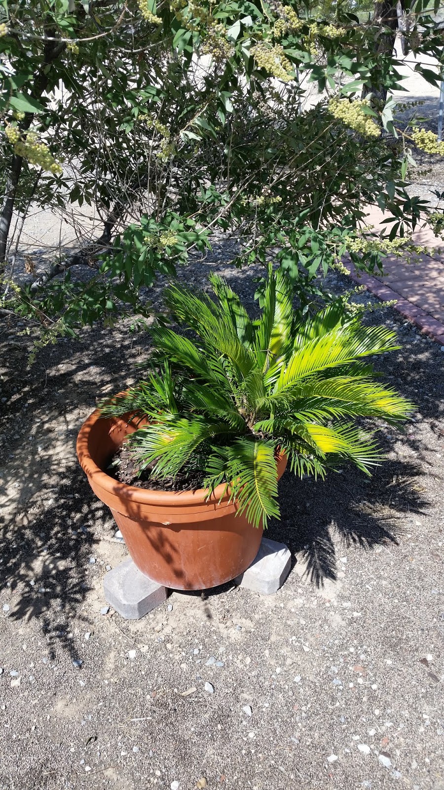 Xtremehorticulture of the Desert: Sago Palm aka Cycad Growing in ...
