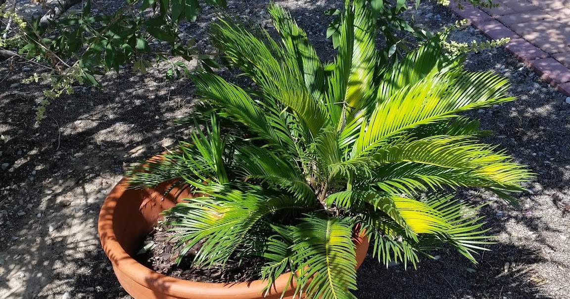 Xtremehorticulture of the Desert: Sago Palm aka Cycad Growing in ...