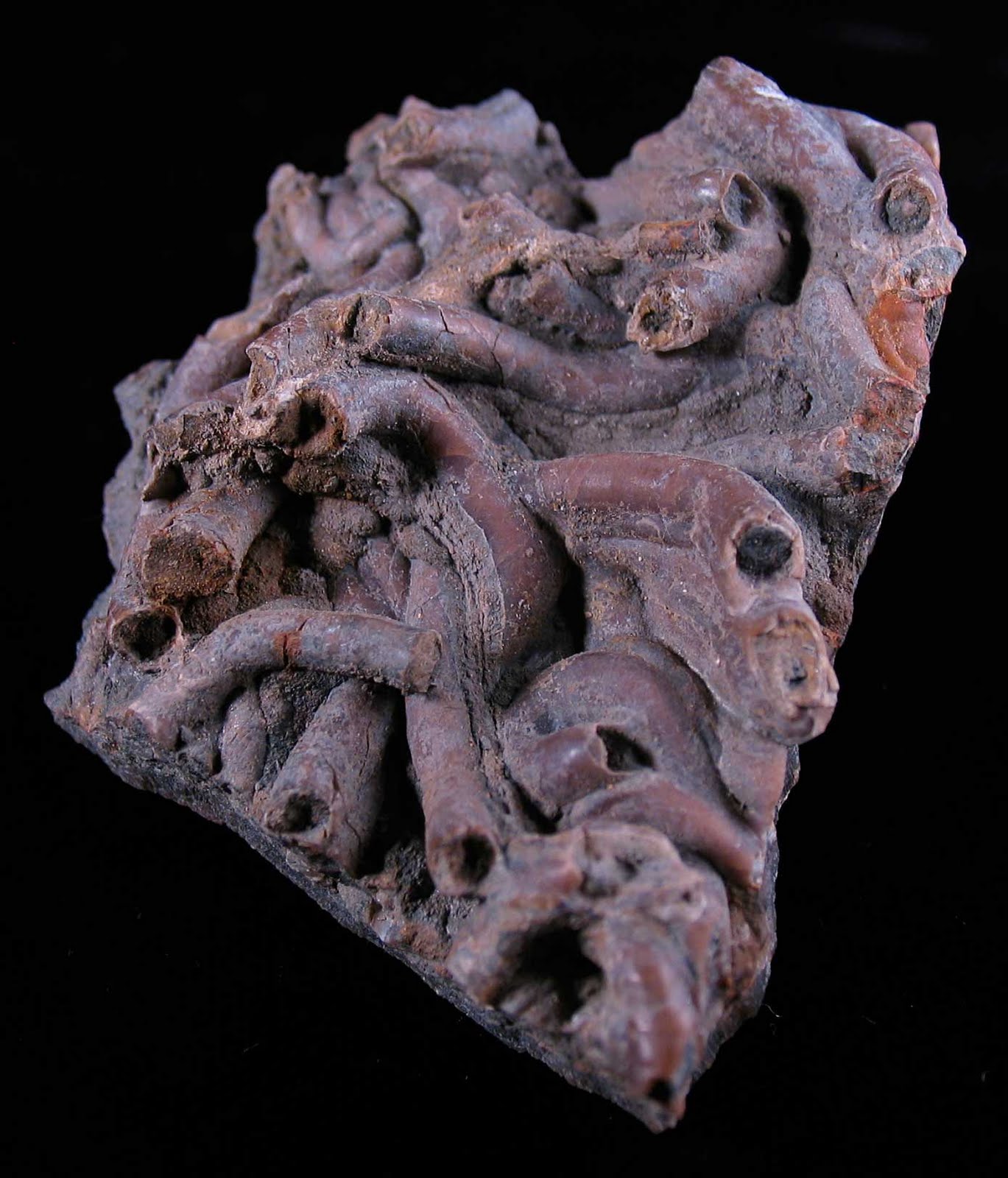 Louisville Fossils and Beyond: Return of the Serpula