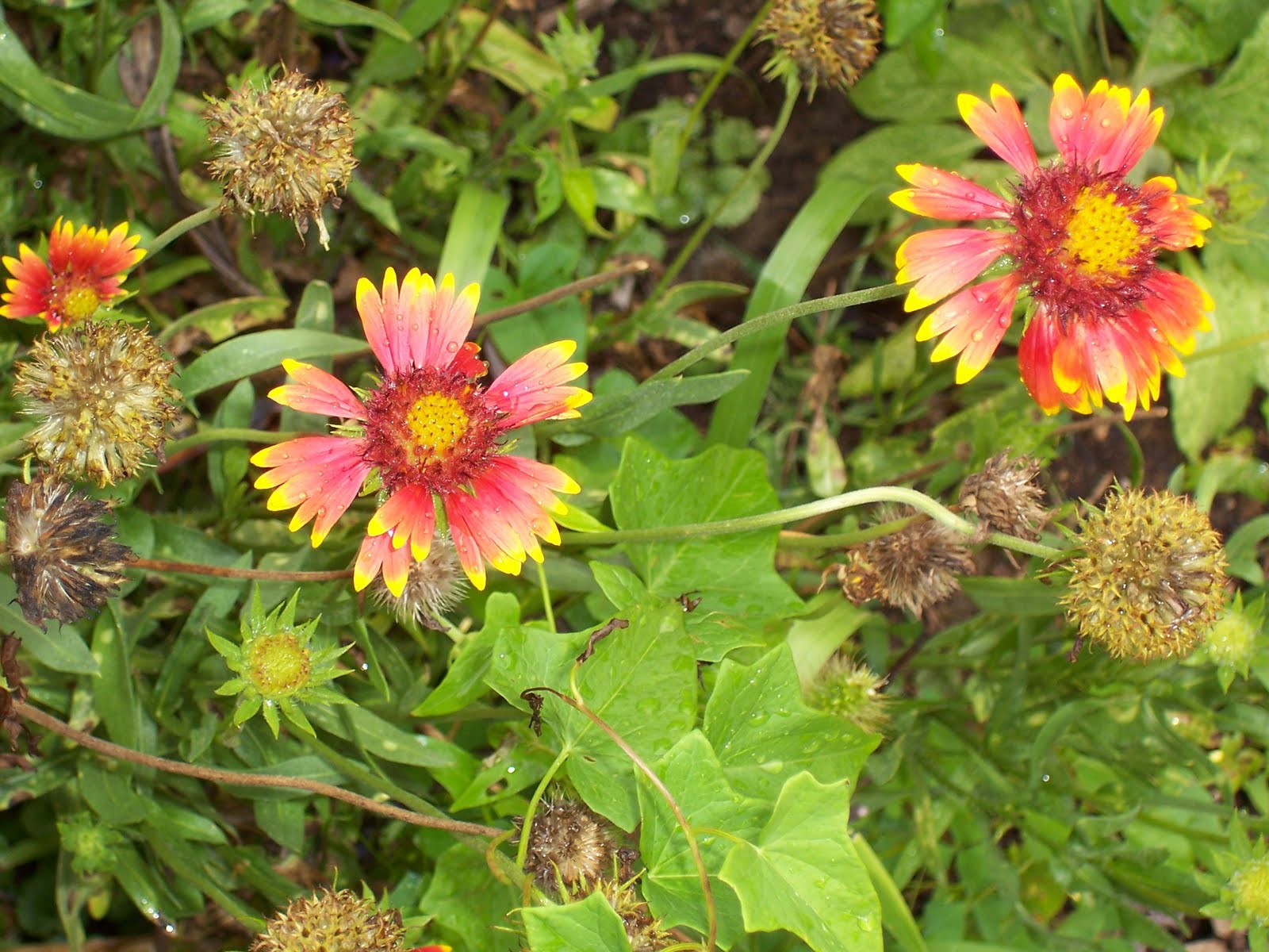 Garden Beauty: Gaillardia or Blanket flower or goblin daisy