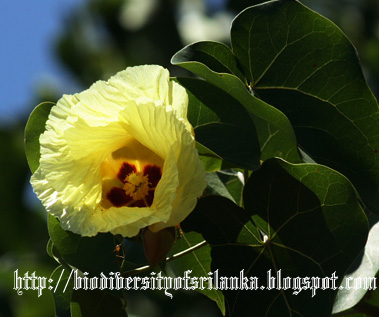 Biodiversity of Sri Lanka: සූරිය/ගන් සූරිය[Suriya/Gansuriya]/Indian ...