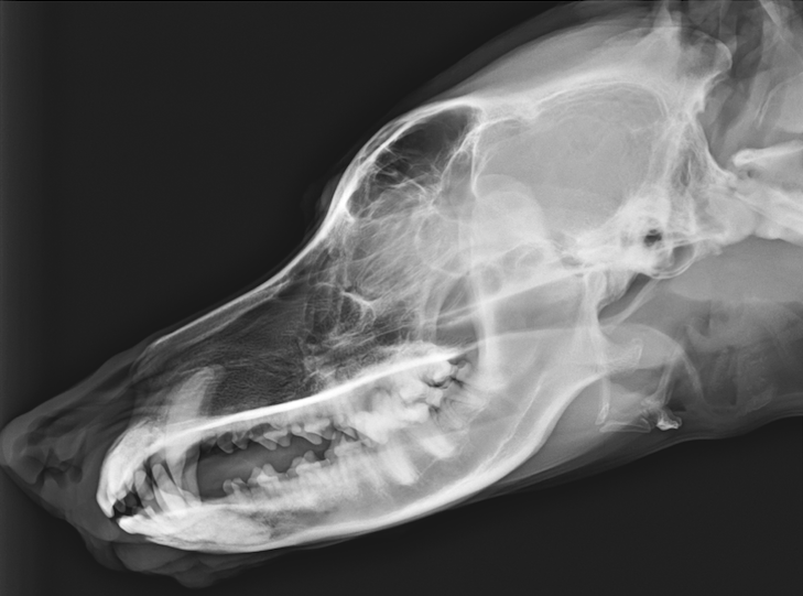 Lakeland Veterinary Imaging: Chronic Nasal Disease - My dog is sneezing ...