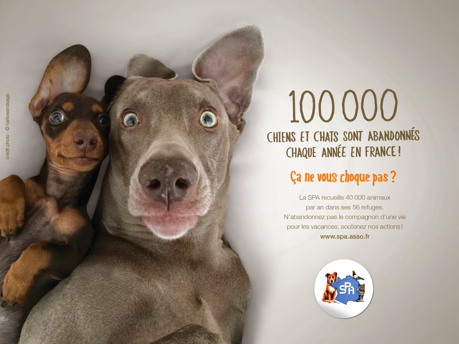 MINE D'INFOS: LA SOCIÉTÉ PROTECTRICE DES ANIMAUX SE MOBILISE CONTRE LES ...