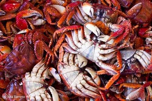 ARATU (Aratus pisonii)