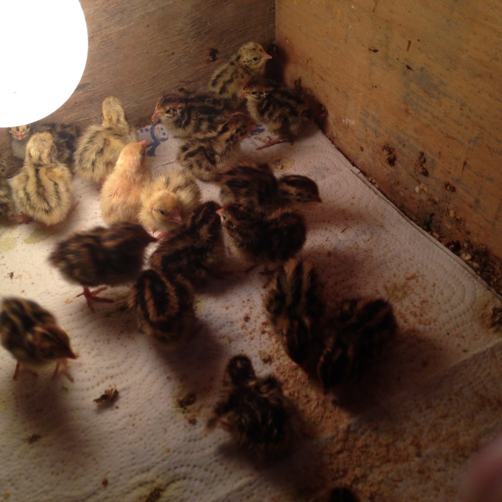 Modern Missouri Pioneers: Quail, a great backyard meat source