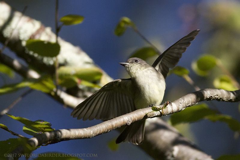 Be Sure To Be An eBirder | Focusing on Wildlife