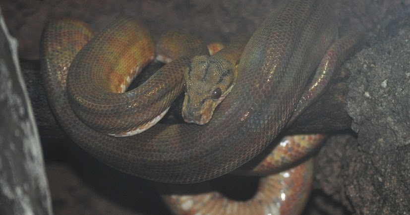 ZOOTOGRAFIANDO (6.096 ANIMALS): BOA ARBORÍCOLA DE COOK / COOK´S TREE ...