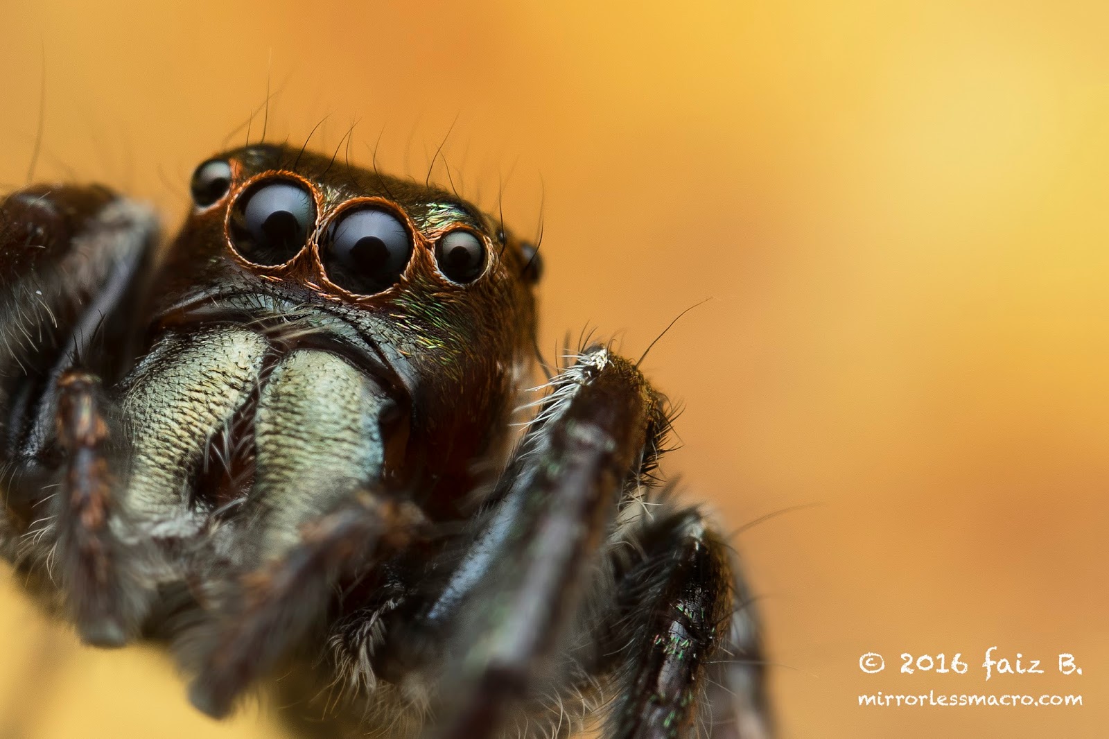 Mirrorless Macro Photography: July 2016