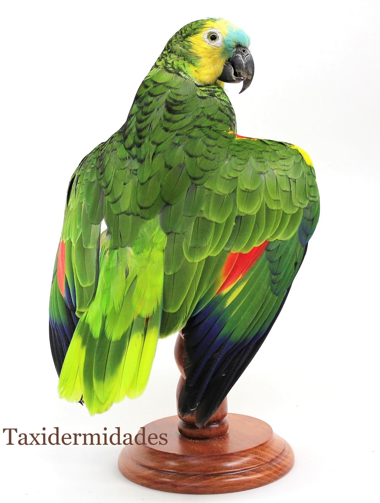 "El loro disecado", un cuento de Rafael Dieste. | Taxidermidades