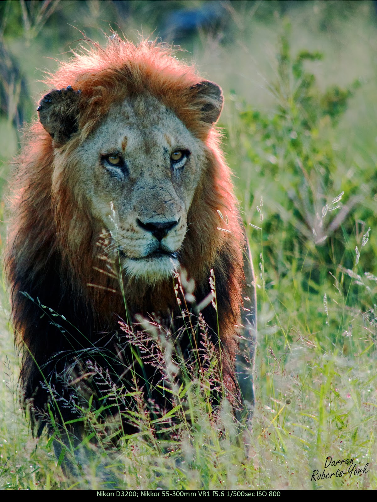 The Matimba coalition