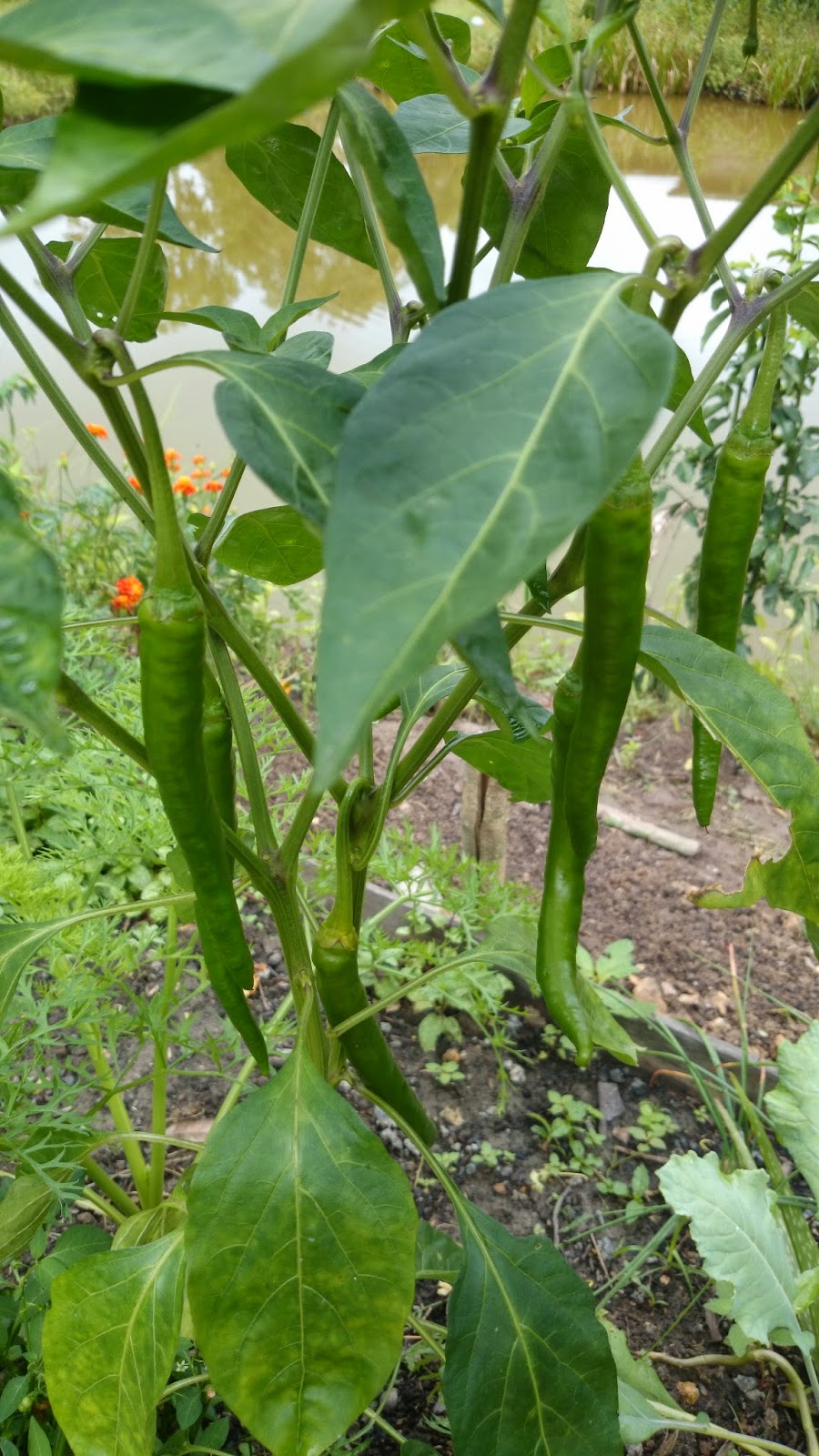 VARIATI CILI DI KEBUN BELAKANG RUMAH - Rangkuman Cara Bertanam Lengkap
