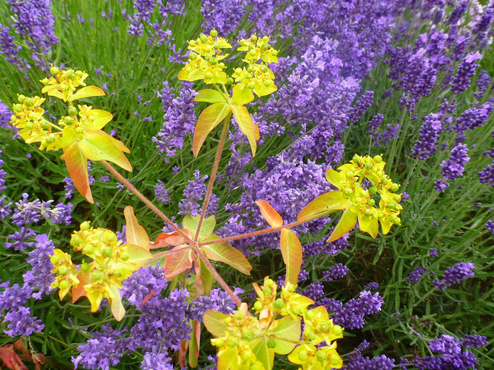 A Garden Less Ordinary: Inspiring colour combinations