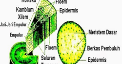 Pengertian Fungsi Sifat Jenis dan Struktur Batang