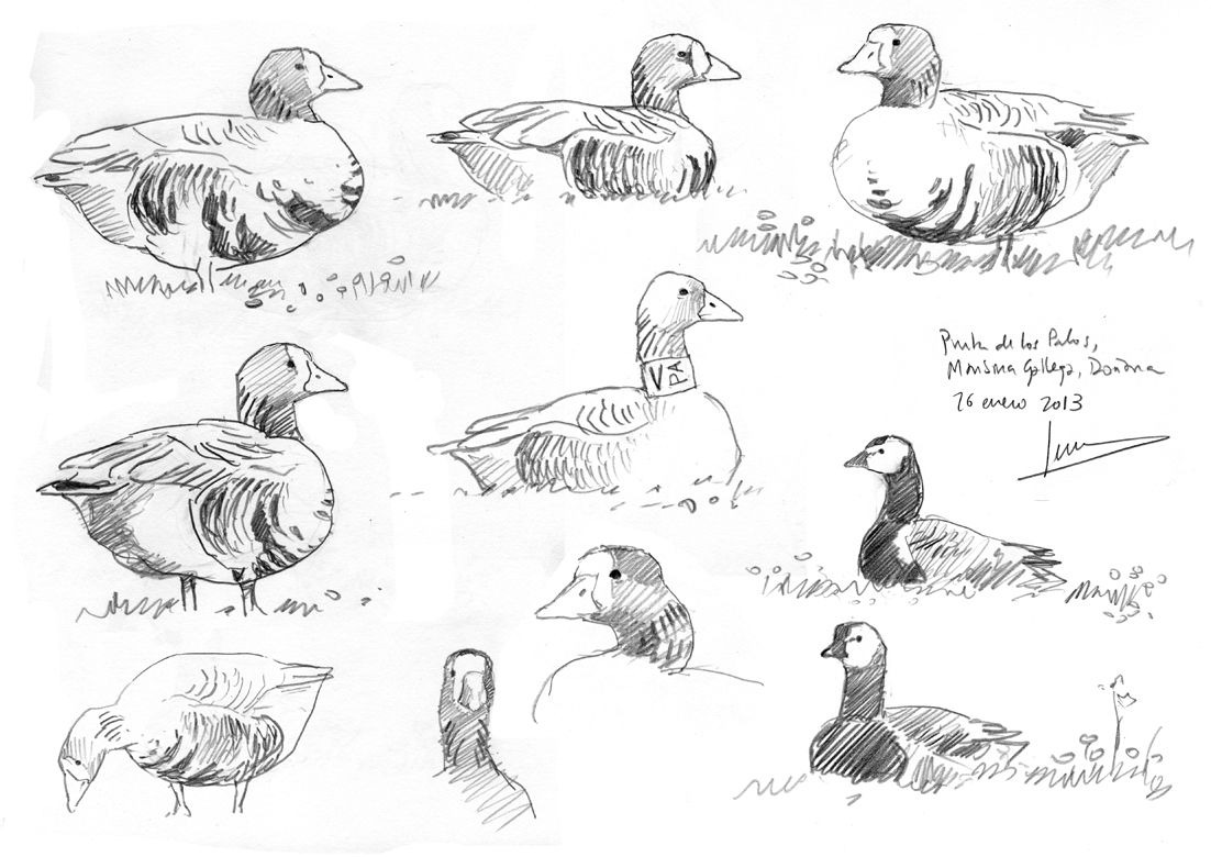 Aves bocetos - Imagui