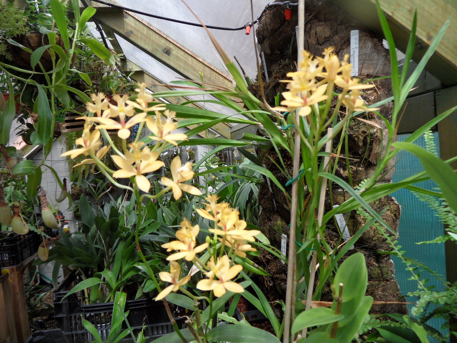 Orquídeas Blog de Angel Mar: Epidendrum ibaguense (Flores todo el año)