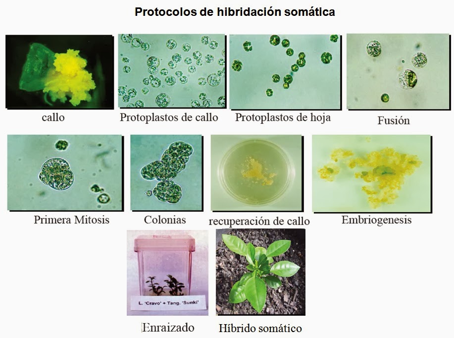Métodos de transformación:Fusión de protoplastos,biobalística y ...