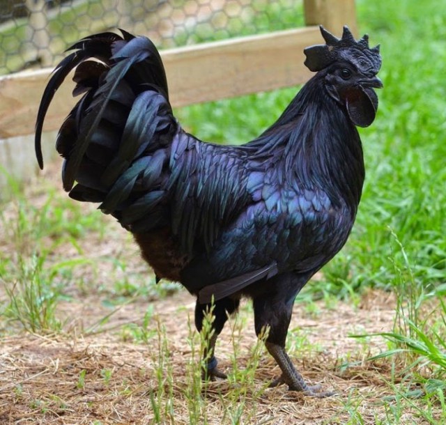 The World’s Most Expensive Chicken Costs N900,000 (Photos)