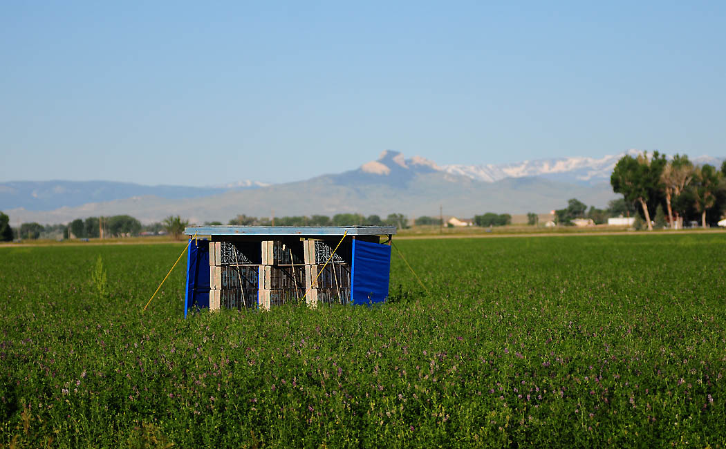 Wyoming Photos: Leafcutter bee "hive"