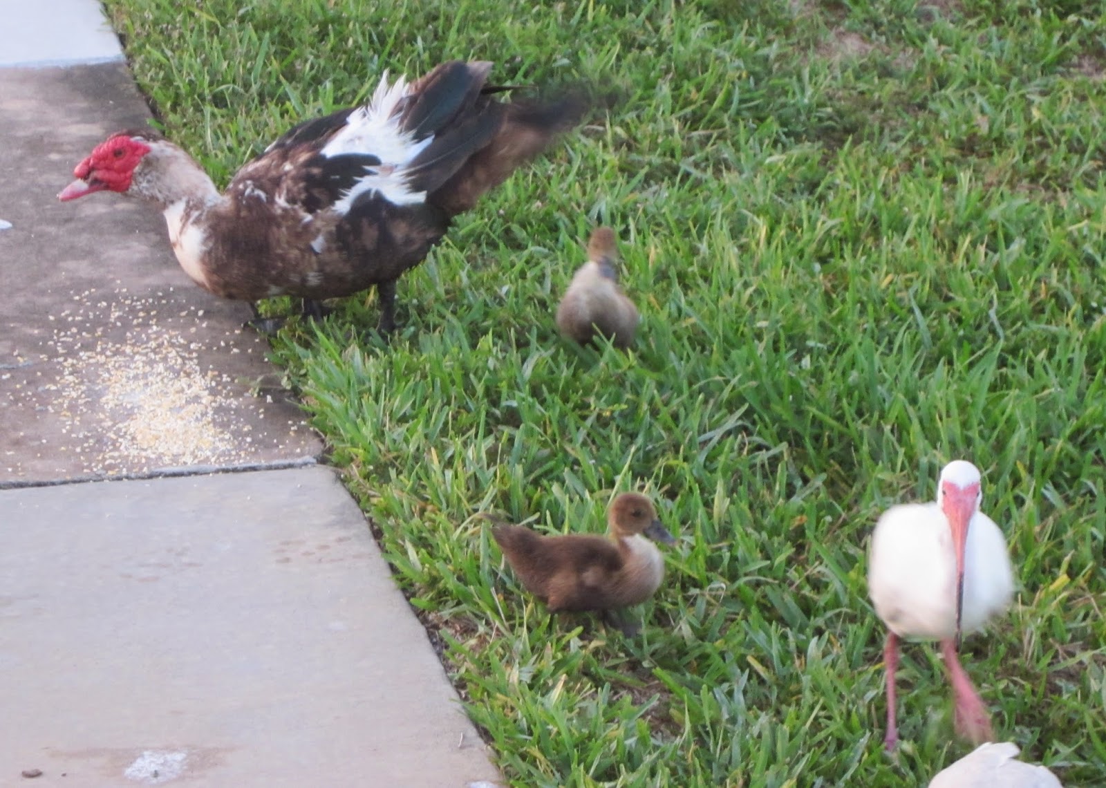 jkwgalleries: Clouds, Moon, Sunrise, Ducks, Ducklings, and Squirrel