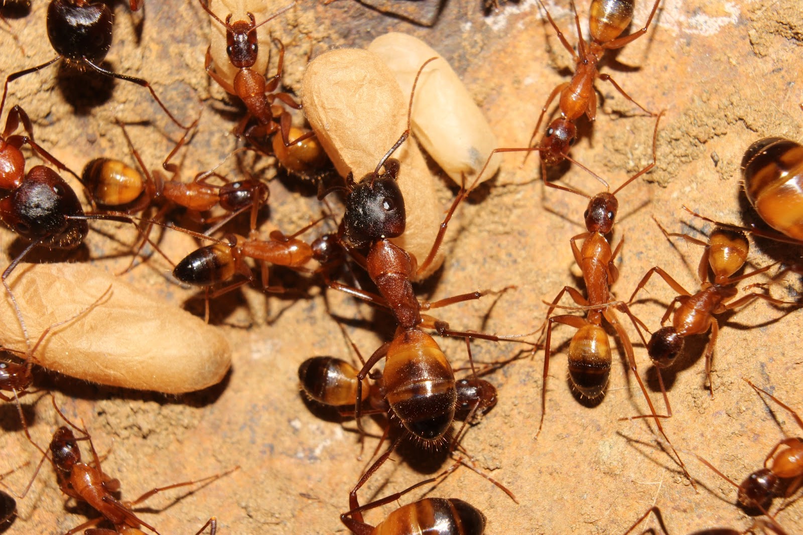 Biodiversity of Cyprus by NGO Protection of the Natural Heritage and ...