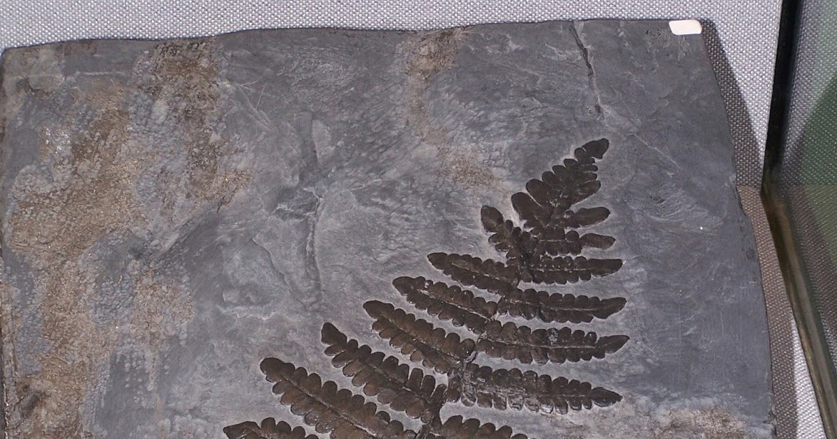 Variety of Life: Medullosales