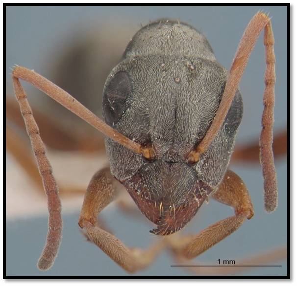 Formicidae :: Formigas-ants