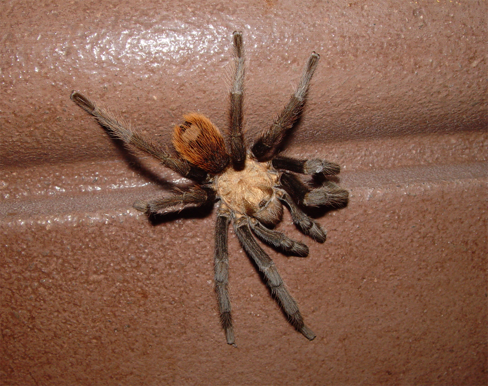 Cuyamaca Woods Mountain Journal: Tarantulas are Out and About