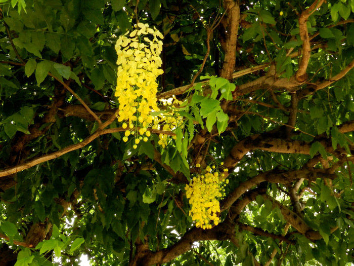 CRONICAS DE CUCUTA: 1038.- CUCUTA, CIUDAD DE LOS ARBOLES