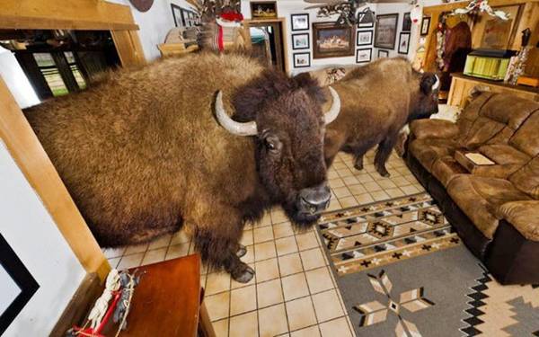 Awesome Pet Bison at home throughout Colorado