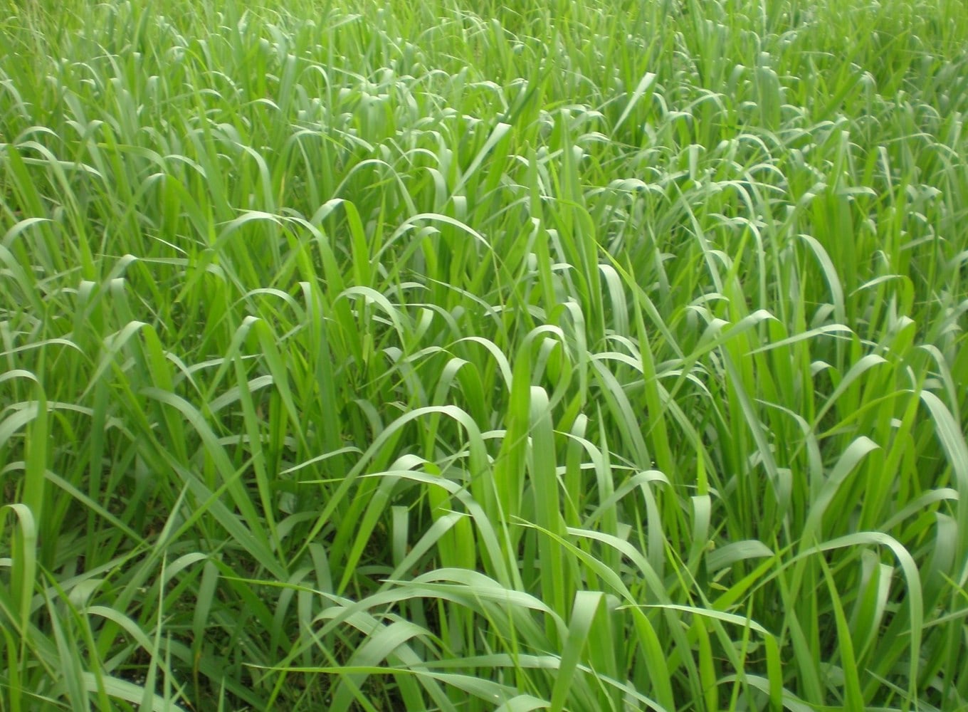 CAPIM BRACHIARIA DECUMBENS (AGROPECUÁRIA)