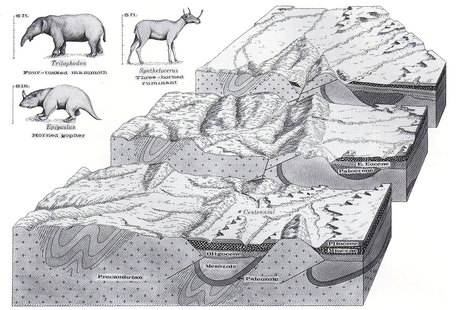 In the Company of Plants and Rocks: Geologic Illustrations Galore ...