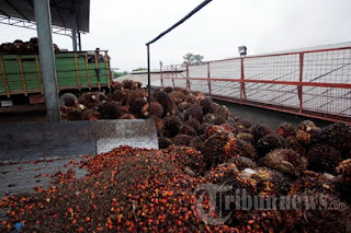 Teknologi Terkini Untuk Produktivitas Kelapa Sawit di Indonesia ...