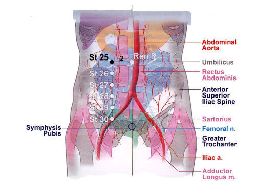 St 25. Tianshu / Tien Su (Tiang Pintu Gerbang Surga) - Terapi Jarum