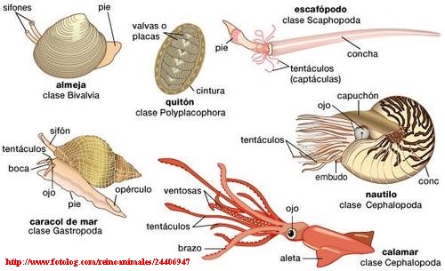 ANIMALES INVERTEBRADOS: Animales invertebrados triblásticos