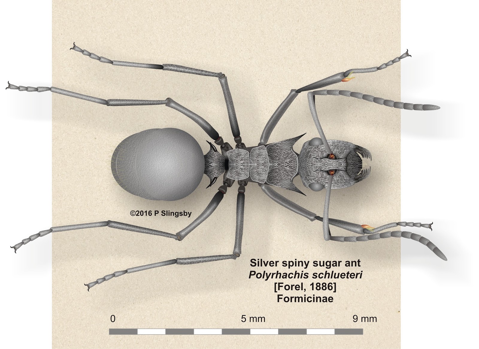 - Ants of Southern Africa -: Polyrhachis species: Spiny sugar ants