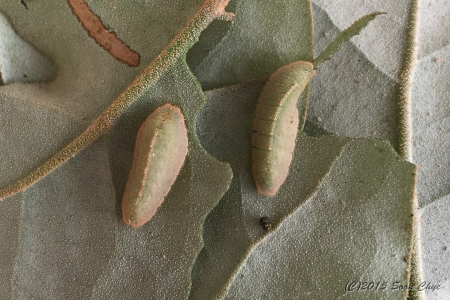 Butterflies of Malaysia & Singapore: Partial life history of the White ...