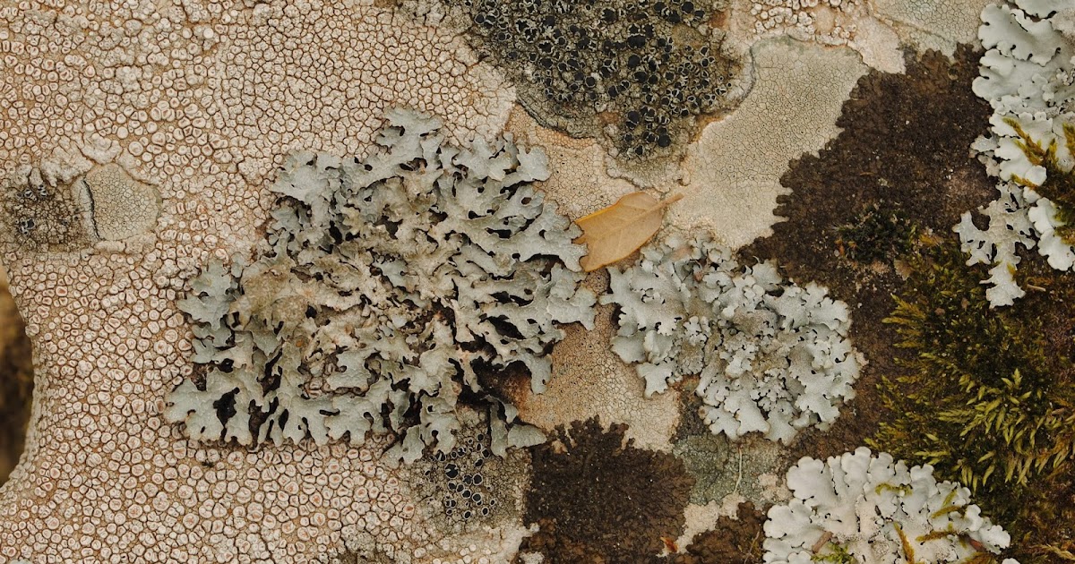 Biología 2: Simbiontes