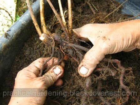 Practical Gardening: Propagation by Root Division (Rangoon Creeper)