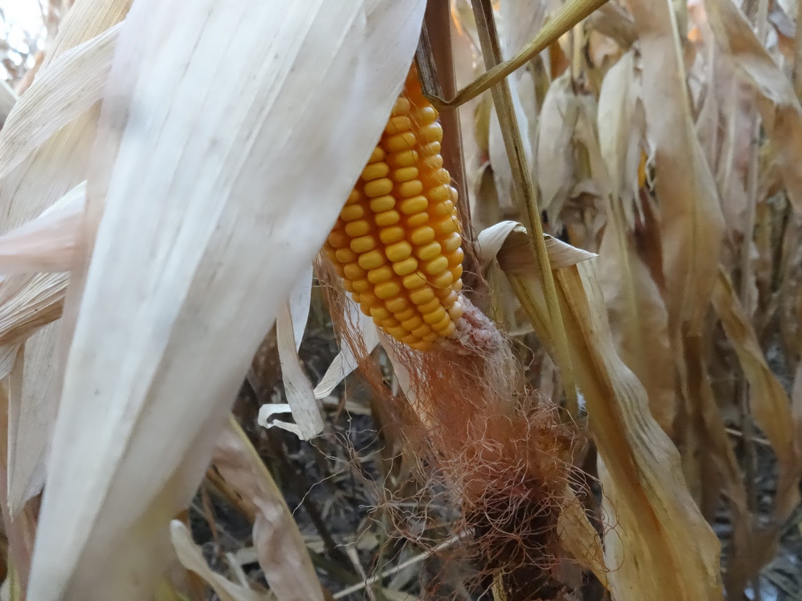 The Perennial Agriculturalist: industrial corn