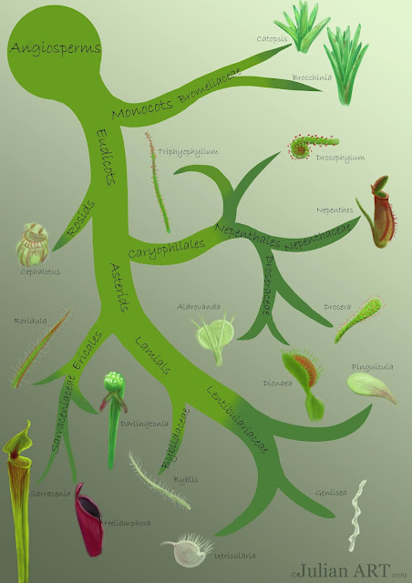 Carnivorous Plant Diversity and Evolution: Part 1 – An introduction to ...