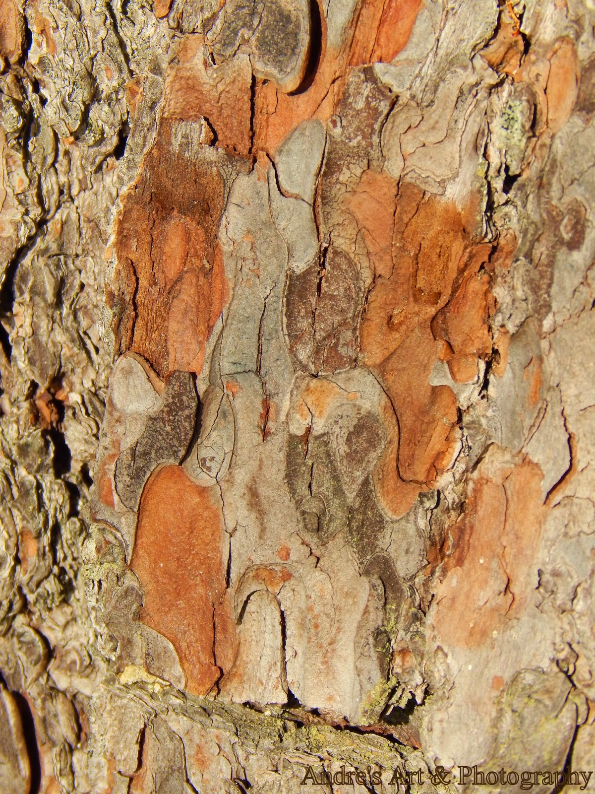 Through The Camera's Eyes: Andre's Photography Blog: Bark Of The Oak Tree