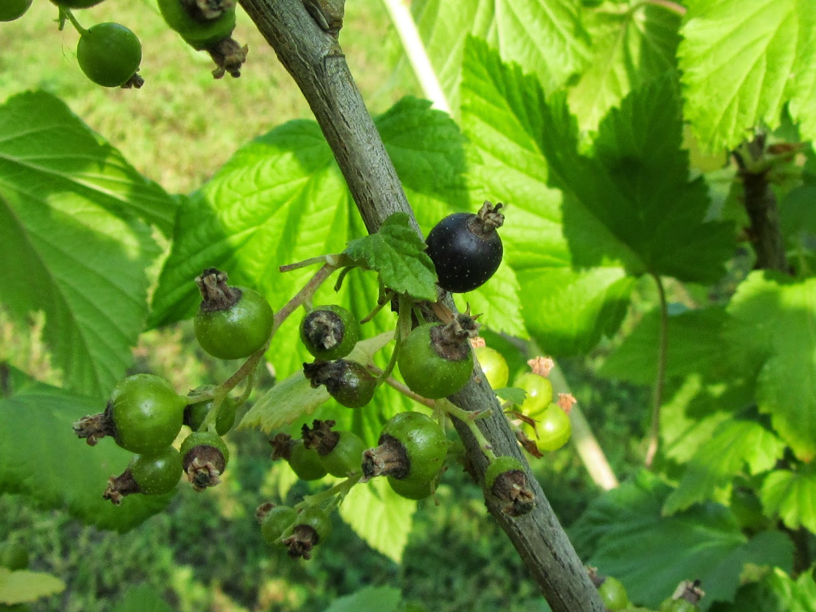 Come Coltivare il Ribes Nero (Ribes nigrum) | Il Gusto Della Natura