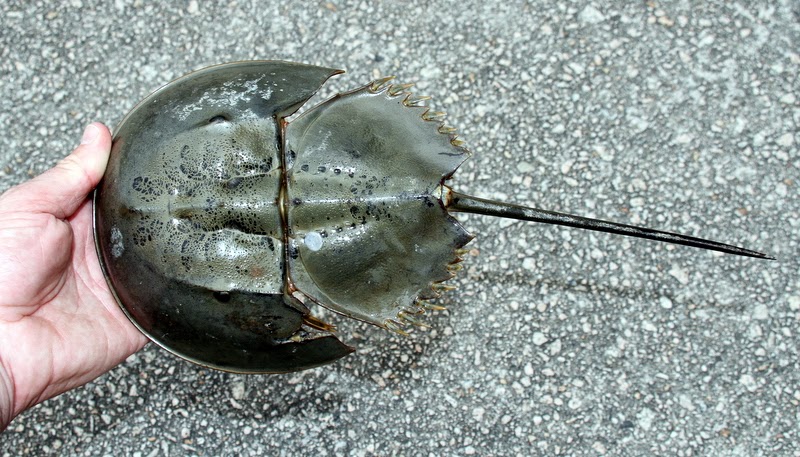 Horseshoe Crab Watch: Carcinoscorpius rotundicauda from East Lantau on ...