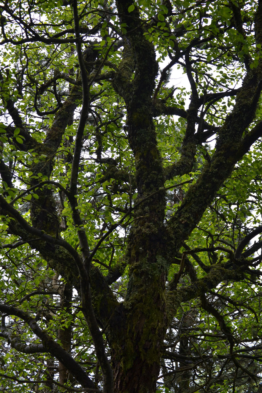 Woods Walks and Wildlife: Scandinavian sights, Part 2: Walking Mount ...