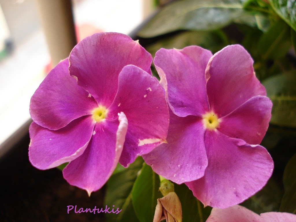 Catharanthus roseus ~ PLANTUKIS